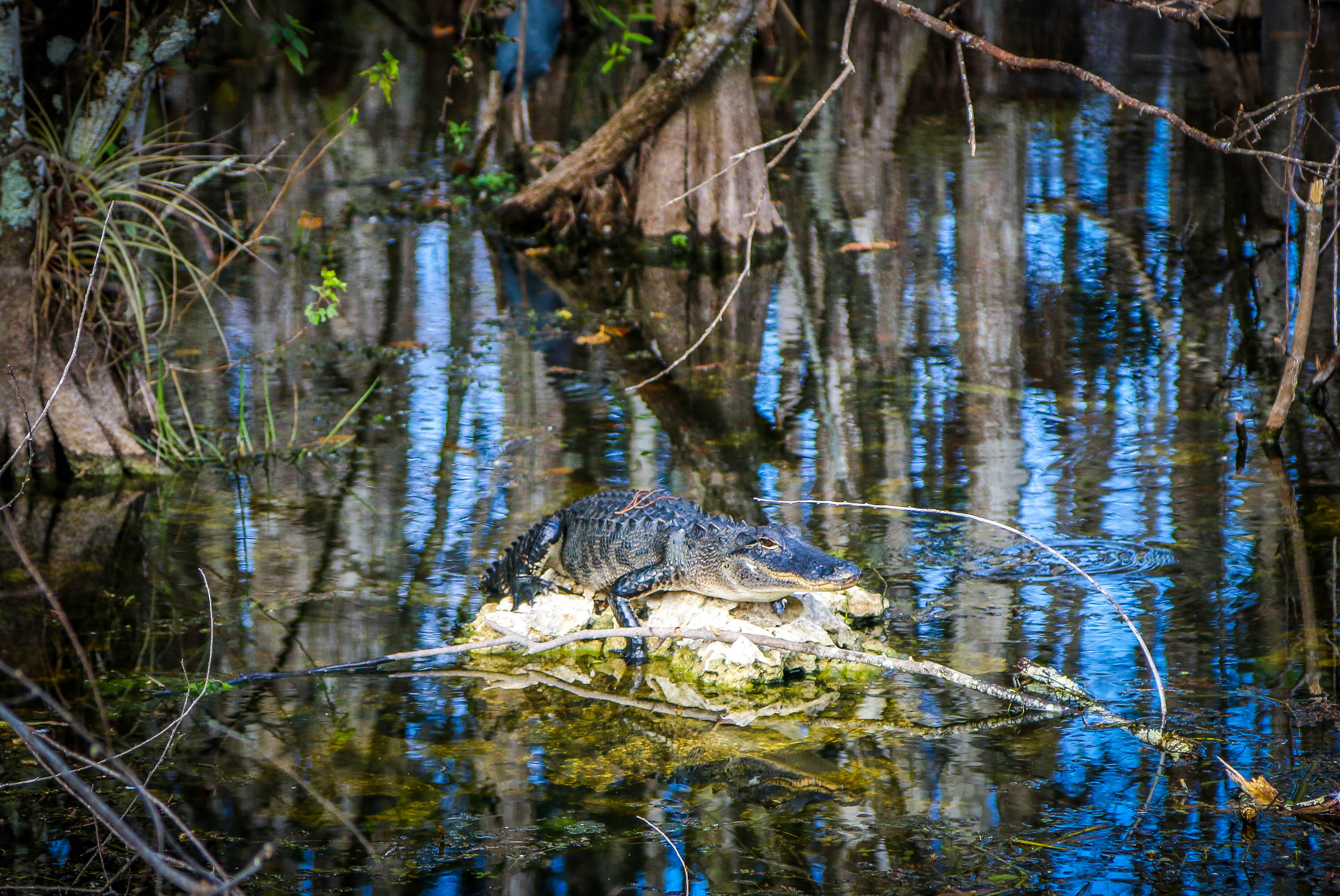 Big Cypress Gator – American Photo Blog